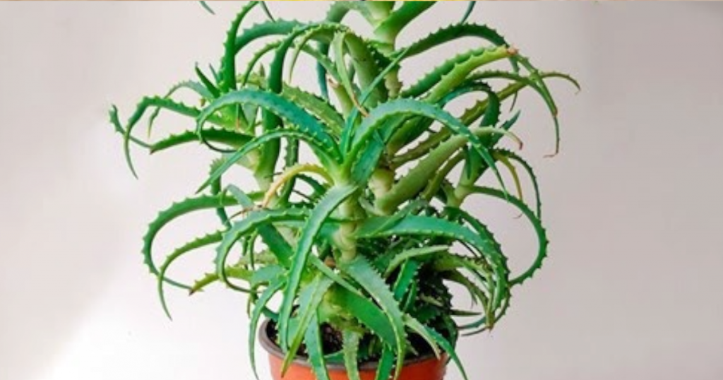 Oto kilka powodów, dla których warto go mieć w swoim domu. Aloes to ...